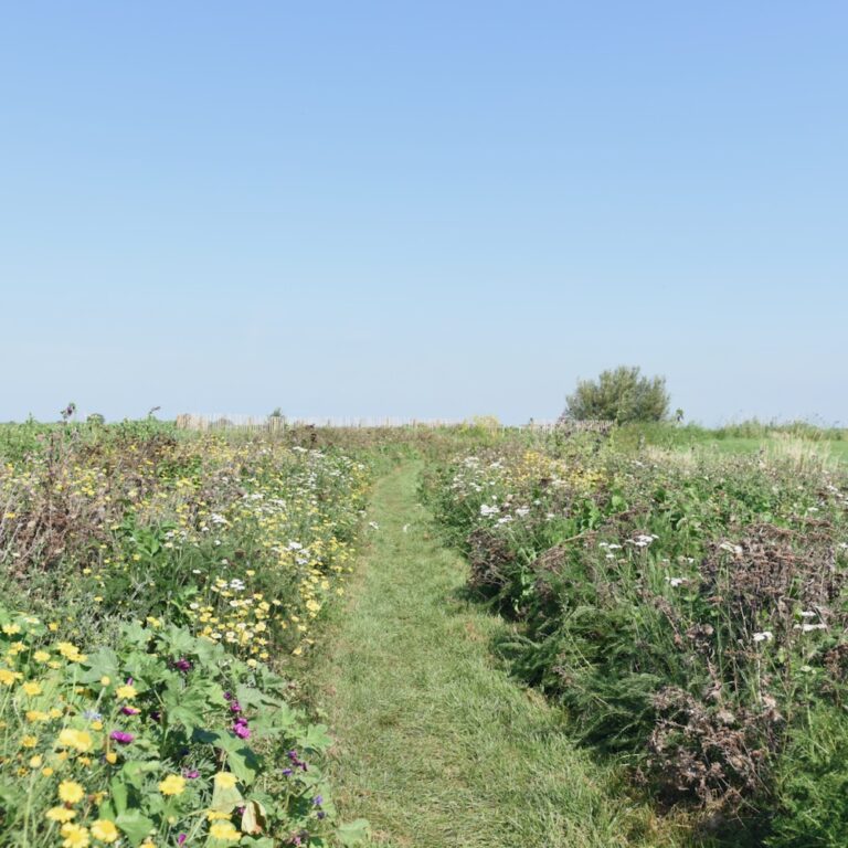 Smûk Recreatie - Camping Friesland | Bijzonderecamping.nl