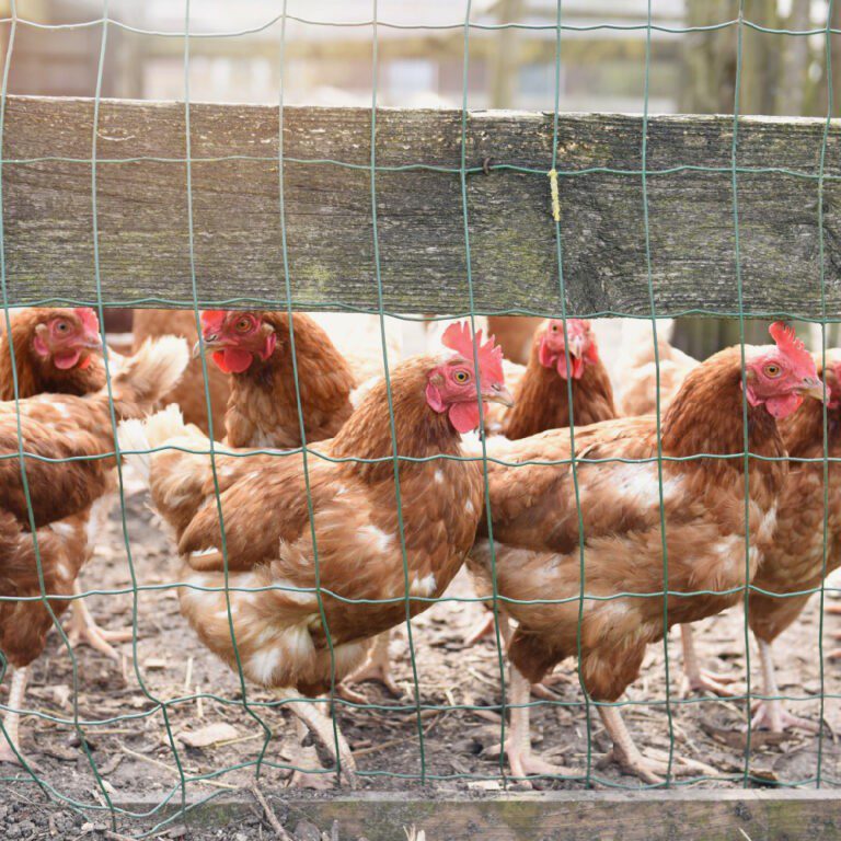 Smûk Recreatie - Camping Friesland | Bijzonderecamping.nl